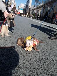 Index of /7-Ferret-photos/odekake/2006/1112-tokyo/